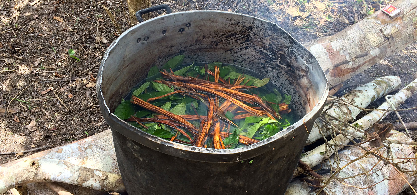 The Ayahuasca | Ayahuasca-Retreats.info